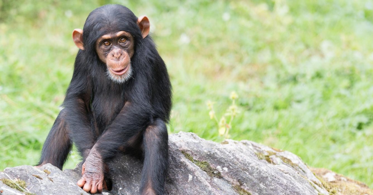 Fem sjimpanser rømte fra dyrehage: Nå er fire skutt og drept