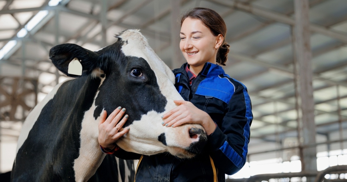 Cuddly Cows: How Cattle Work as Therapy Animals