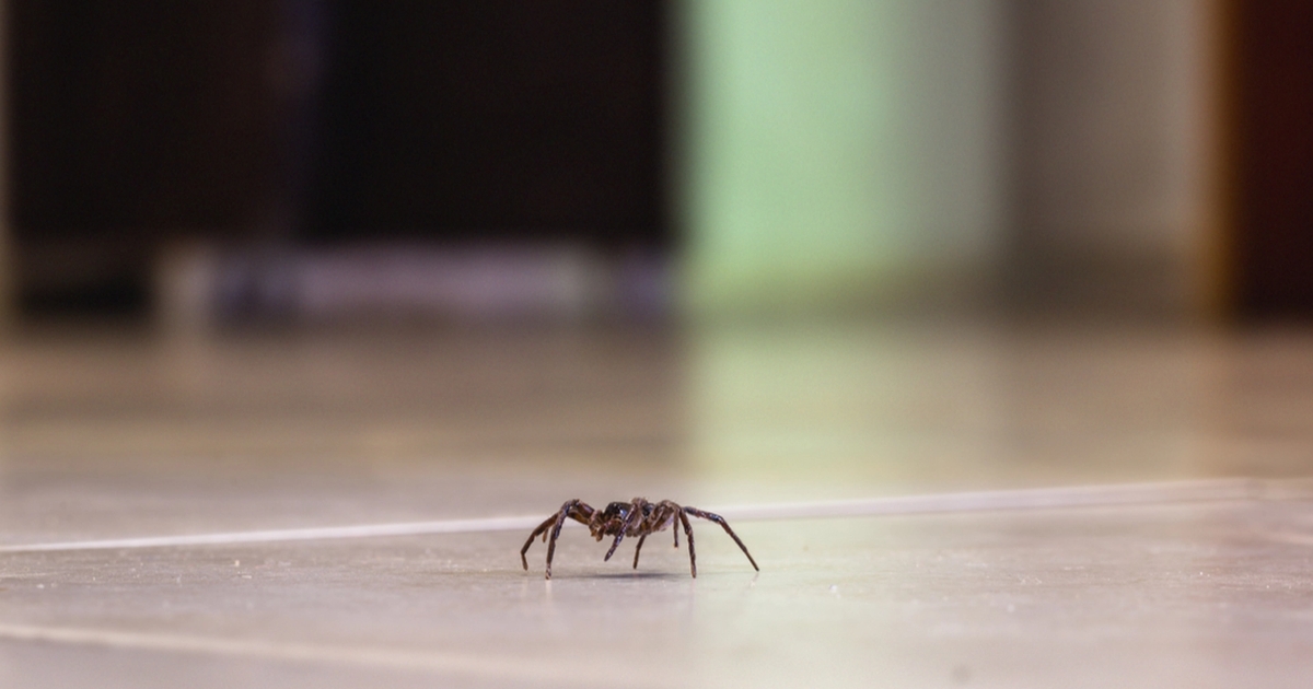 5 ting i hjemmet, der tiltrækker edderkopper