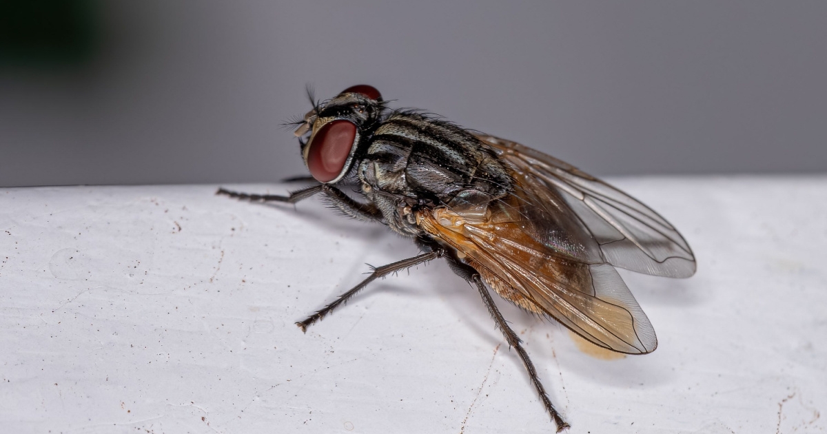 Hold let og billigt fluer væk med middel, du allerede har i hjemmet