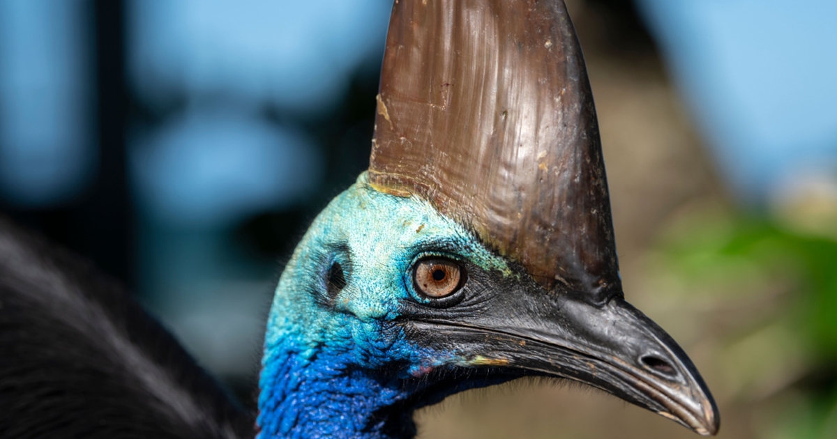 En mand nærmer sig verdens farligste fugl – hans 112-opkald får dig til ...