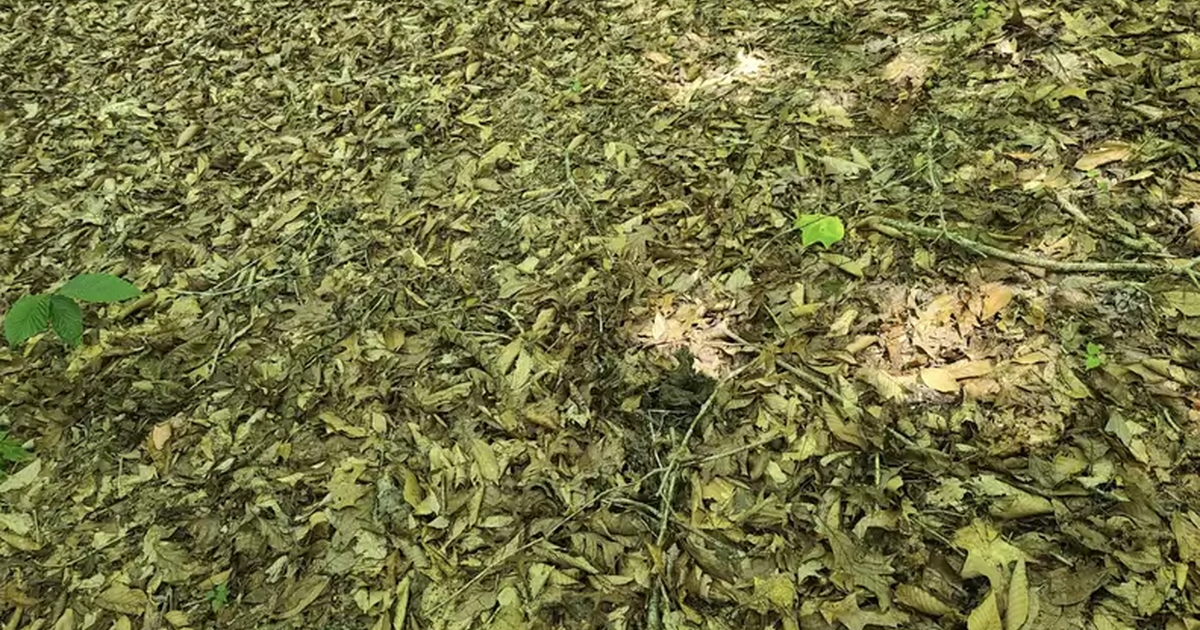 Kan du finde de 3 kamuflerede slanger? Viralt billede af slanger ...