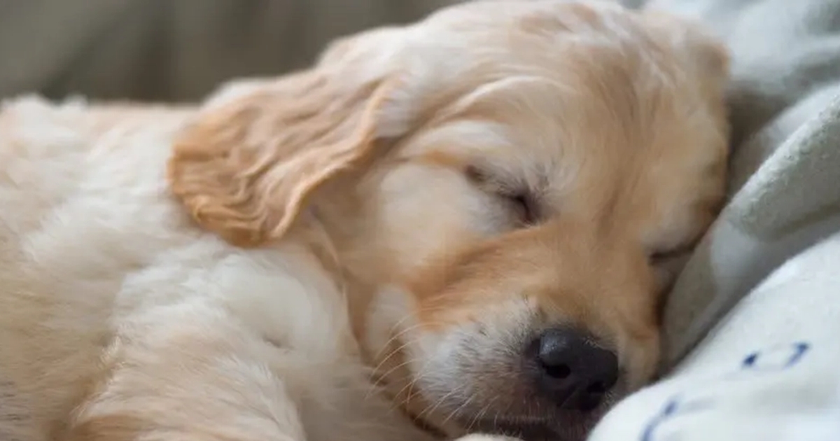 Dyrlæge kommer med bøn: Du bør aldrig få disse fem hunderacer