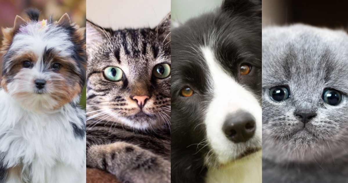 Hund oder Katze? Das perfekte Haustier für dein Sternzeichen