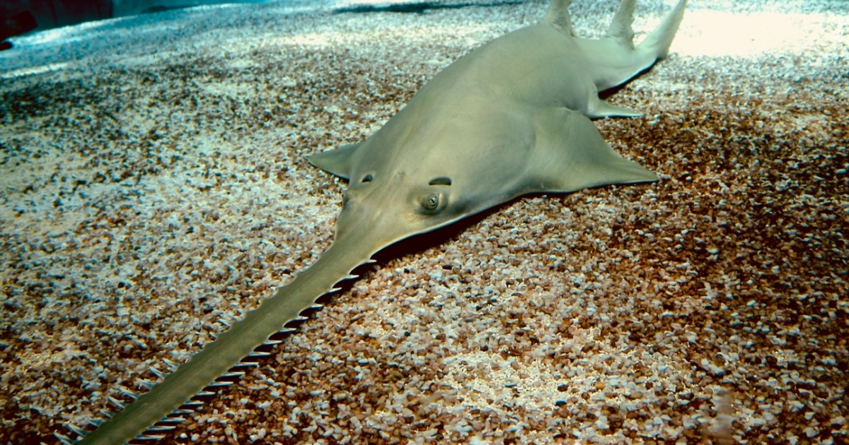 Russia Blames Fish for Baltic Cable Sabotage