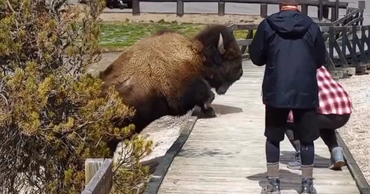 Investigation Launched After Tragic Death of Bison