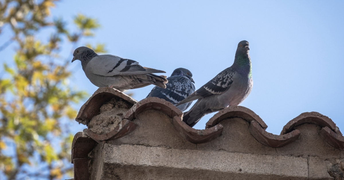 Traæt af duer i haven? 4 humane måder at slippe af med dem