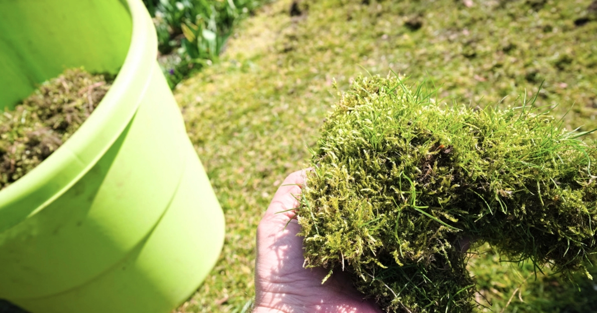 5 snabba sätt att bli av med mossa på din gräsmatta