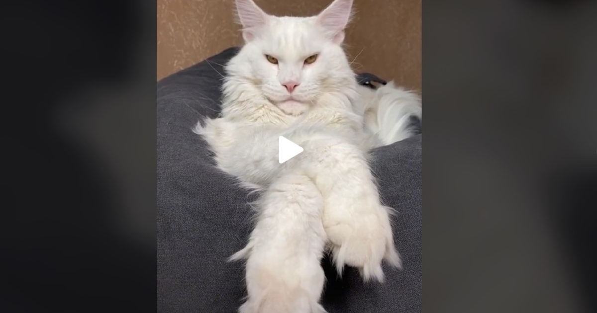 Mød verdens største kat: Kefir er på størrelse med et barn