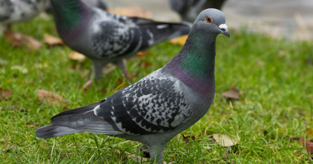 Er din have invaderet af duer? 3 simple tips til at slippe af med dem