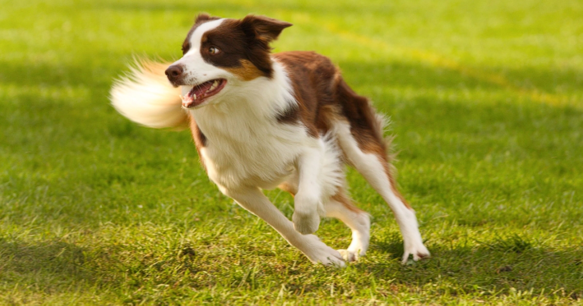 Top Speed of 43.5 mph: Here Are the 5 Fastest Dog Breeds