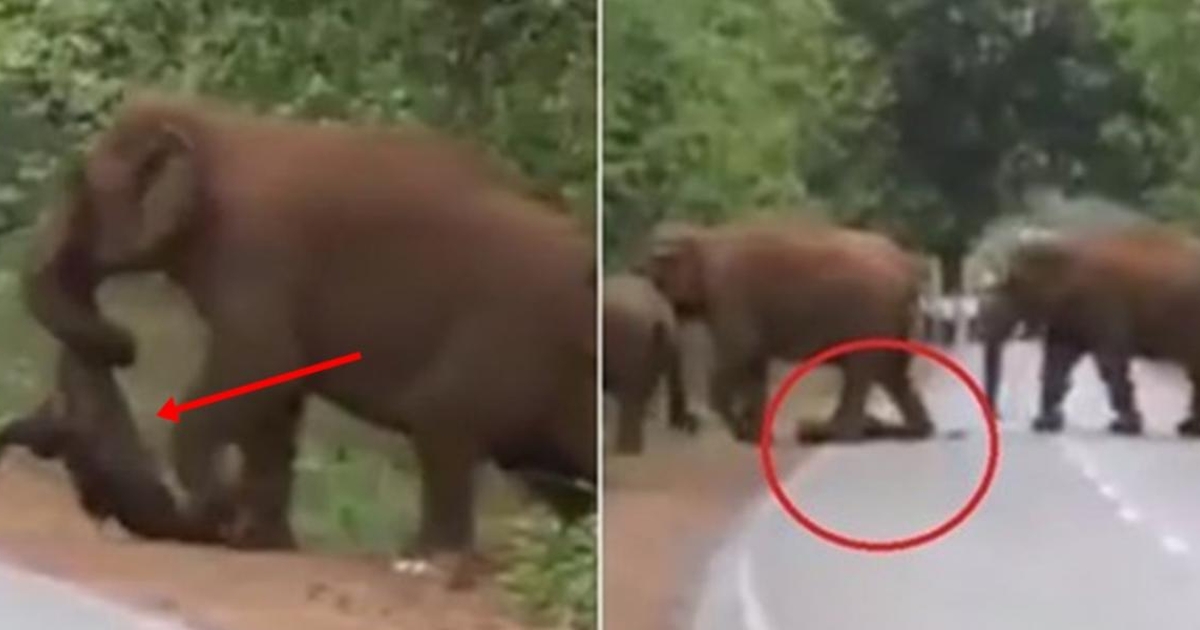 De spærrede vejen, da det gik op for dem, hvad denne elefant bar i sin ...