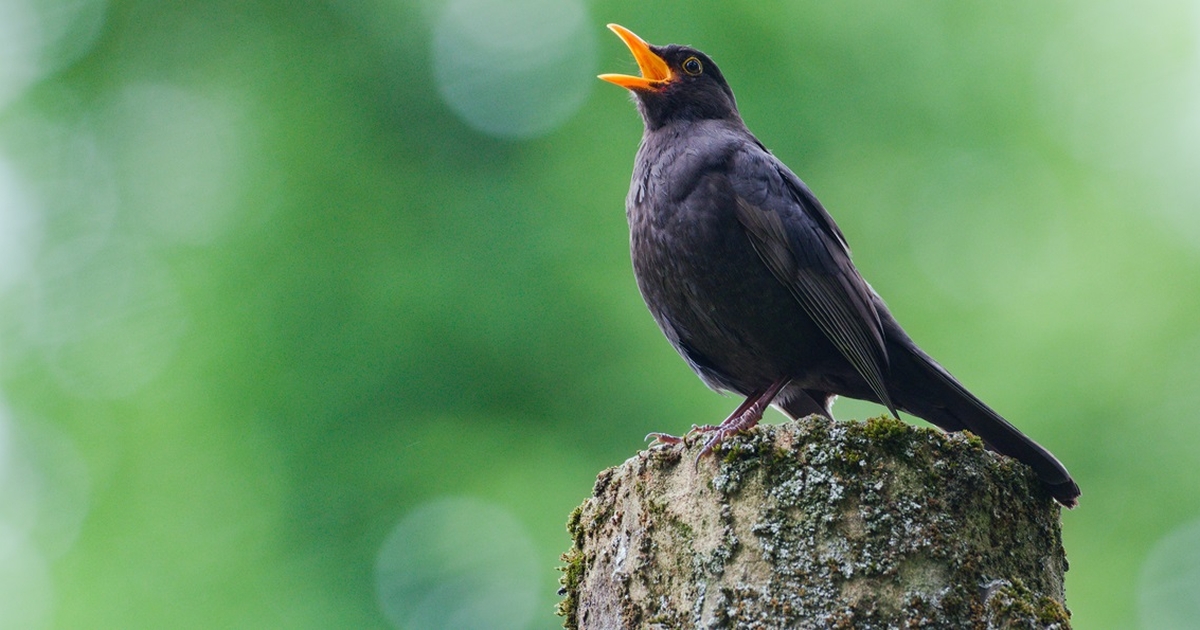 Har du solsorte i haven? Så bør du straks gøre dette