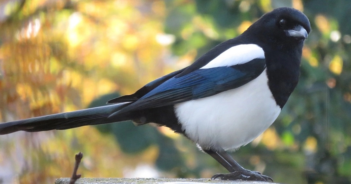 Får du ofte besøg af denne fugl i haven? Her er, hvad du være opmærksom på