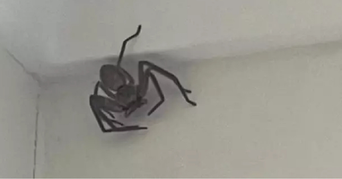 Kvinde finder kæmpe edderkop i sit hjem: Du gætter aldrig hvad hun så gør