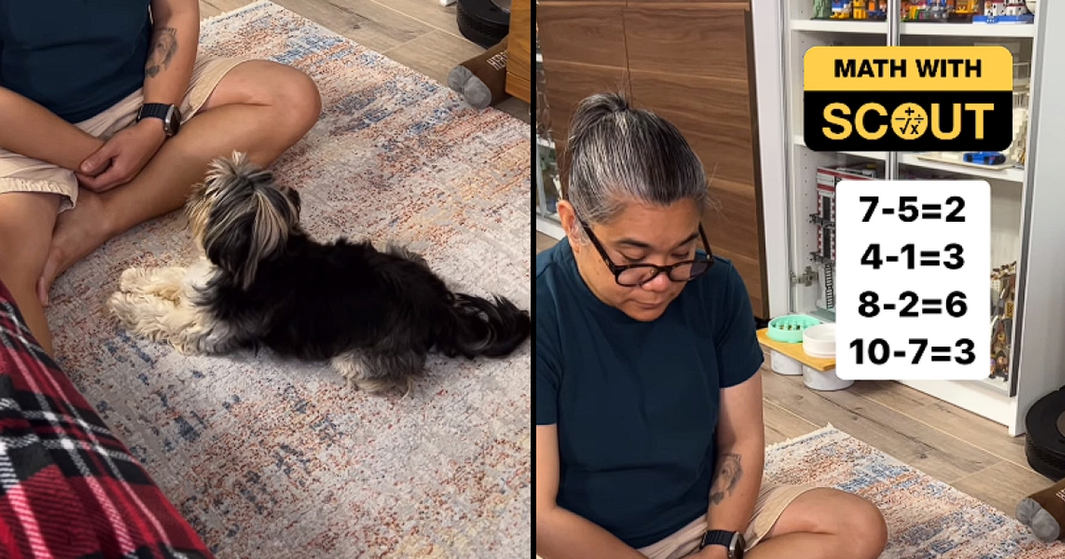 People stunned by viral video: Dog answers math questions