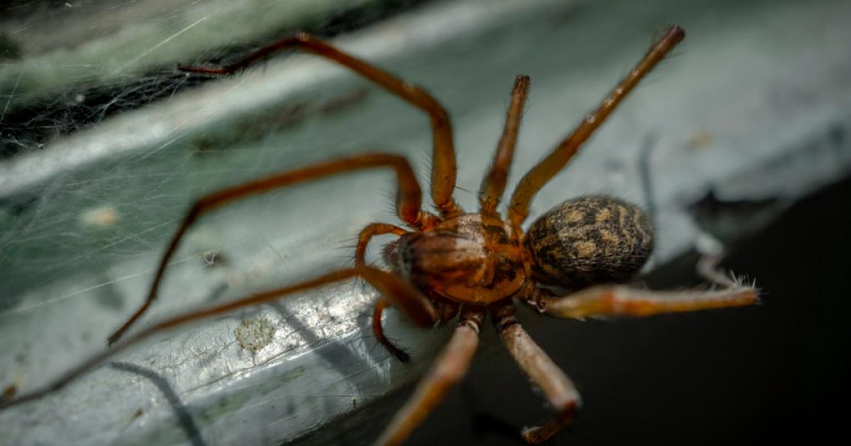 Nu sker det: Kæmpe-edderkopper invaderer Danmark
