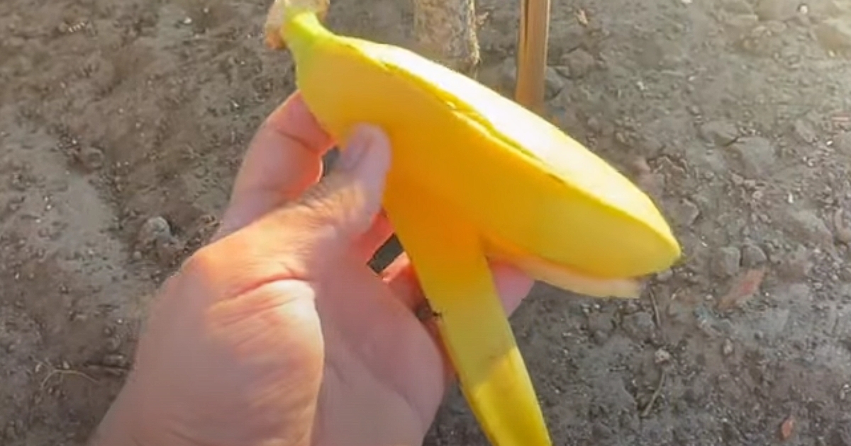Han begraver et bananskall i hagen sin: Når du ser hva som skjer vil du gjøre det samme