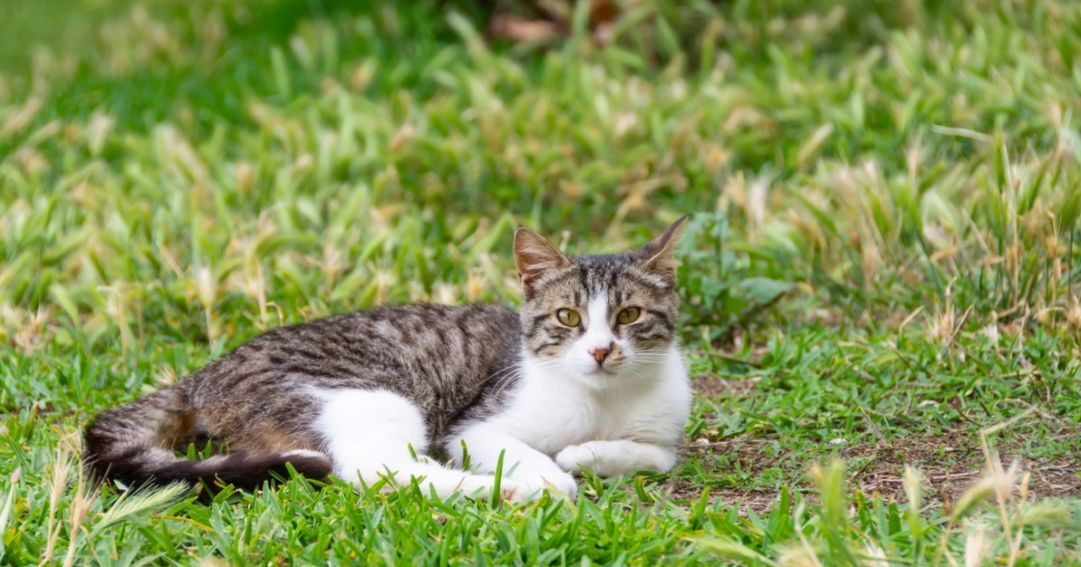 Frustreret kvinde nået bristepunkt: Katte bliver ved med at bruge ...
