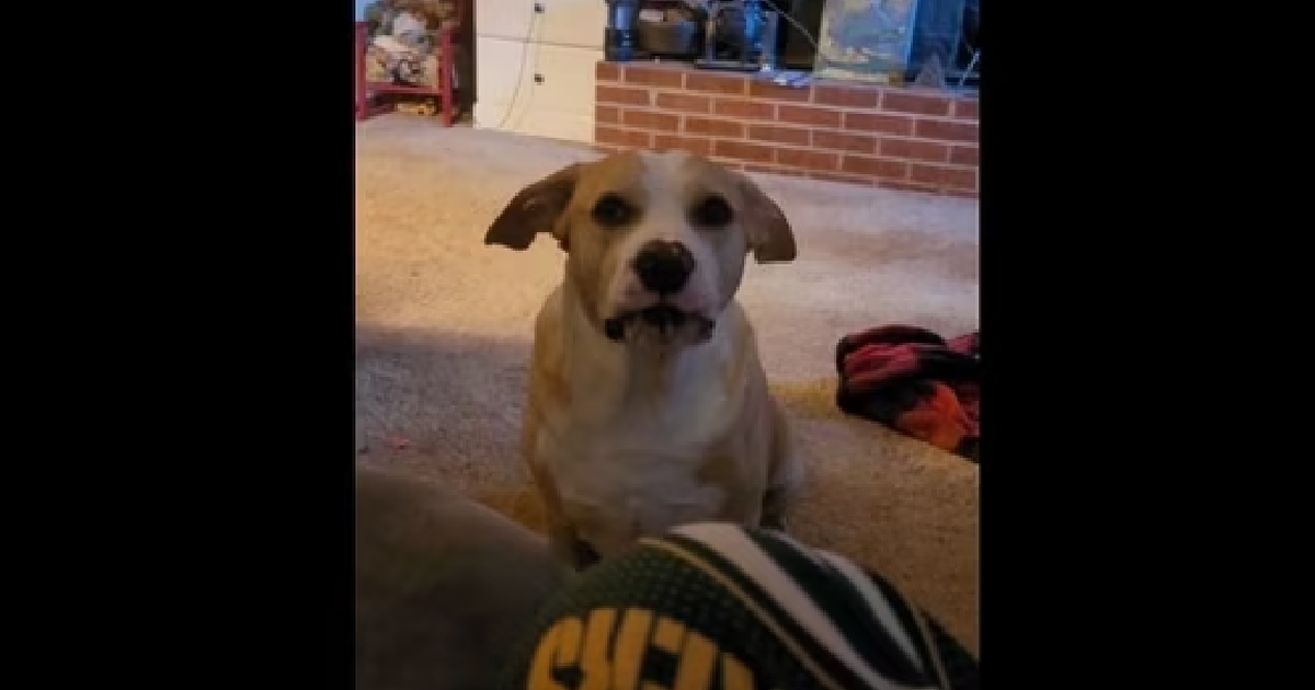 Snedig hund lægger an til helt særlig kamp - men se så bare hvad der sker