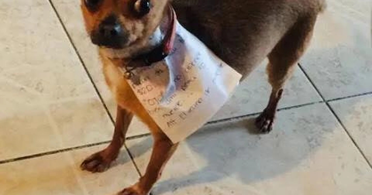 Doven mand sender sin hund på indkøb: Du gætter aldrig, hvad den skulle ...