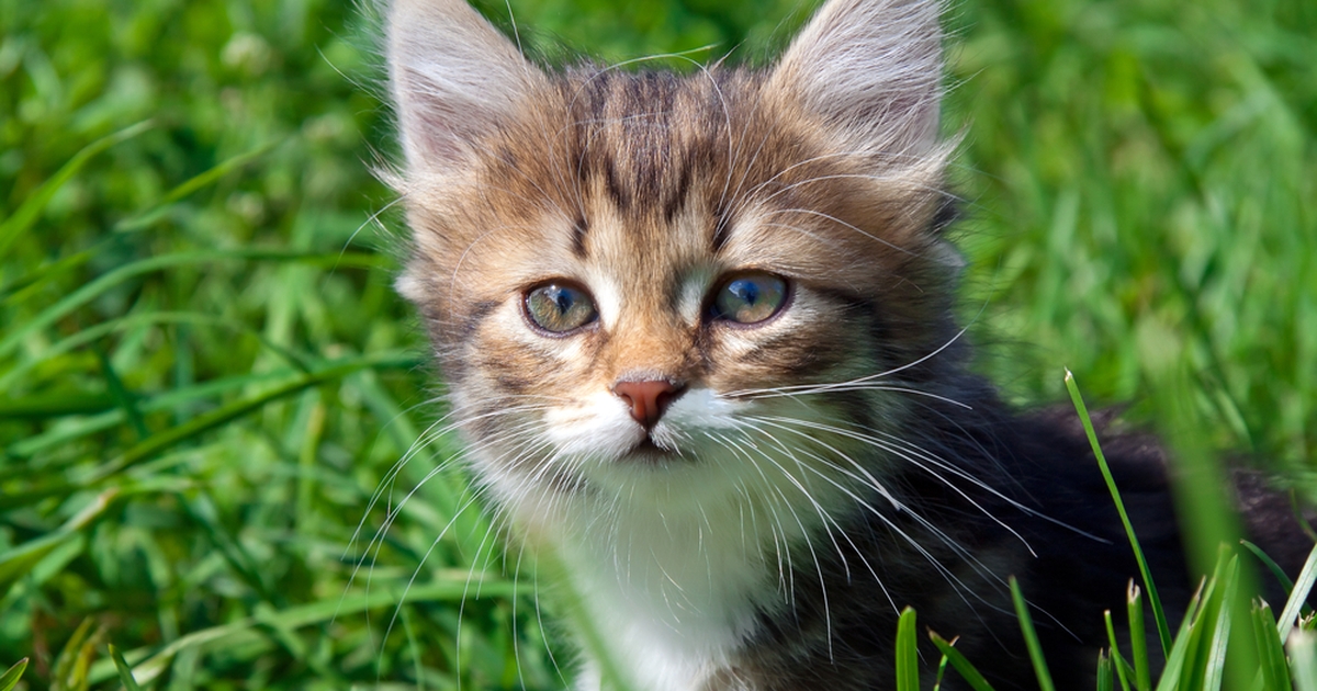 Tusindvis af katte bliver aflivet: Nu kræver danskerne en kattelov