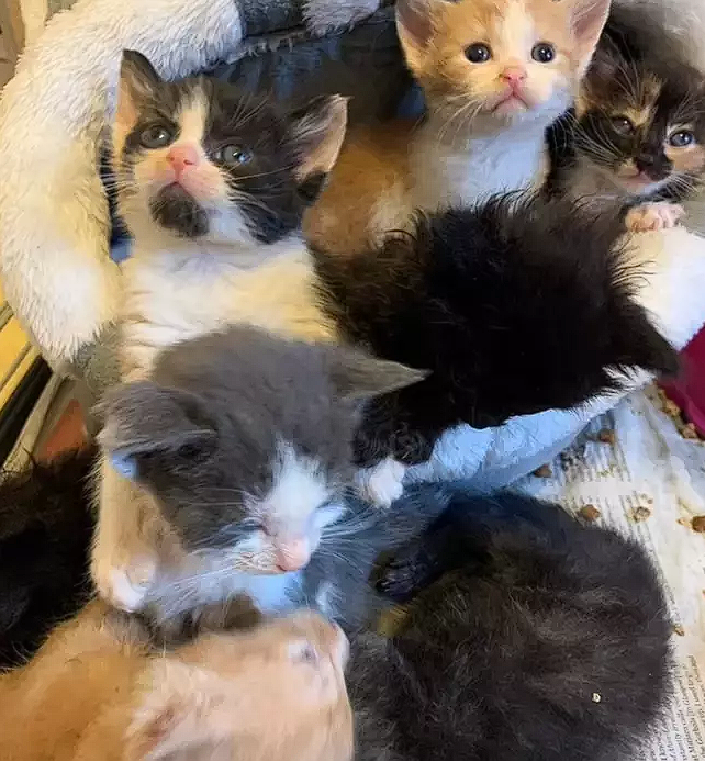 Charity Finds 26 Abandoned Kittens On Doorstep In Bristol